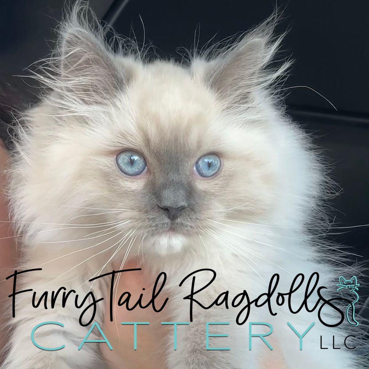 FurryTail Ragdolls of Eastern Oklahoma with Ragdoll kittens for sale